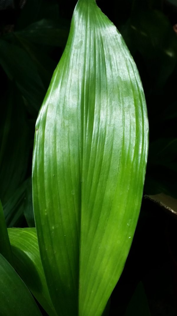 Aspidistra elatior – Yass Valley Aspidistras
